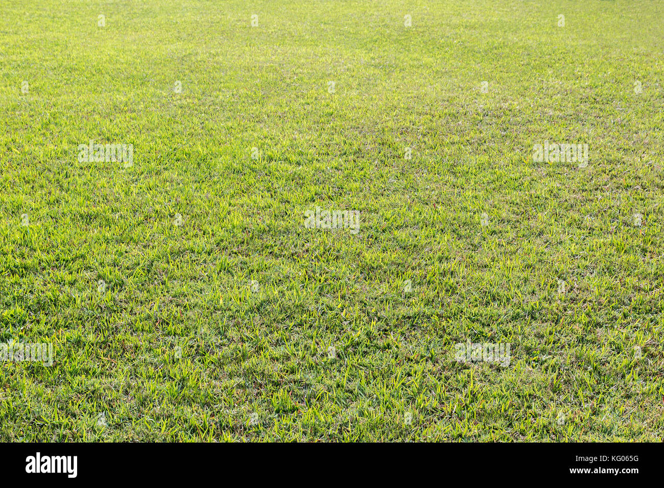 A photo of Green grass field Stock Photo - Alamy