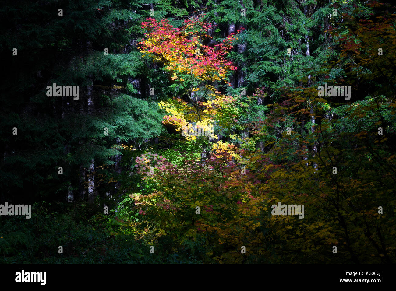 High contrast scene hi-res stock photography and images - Alamy