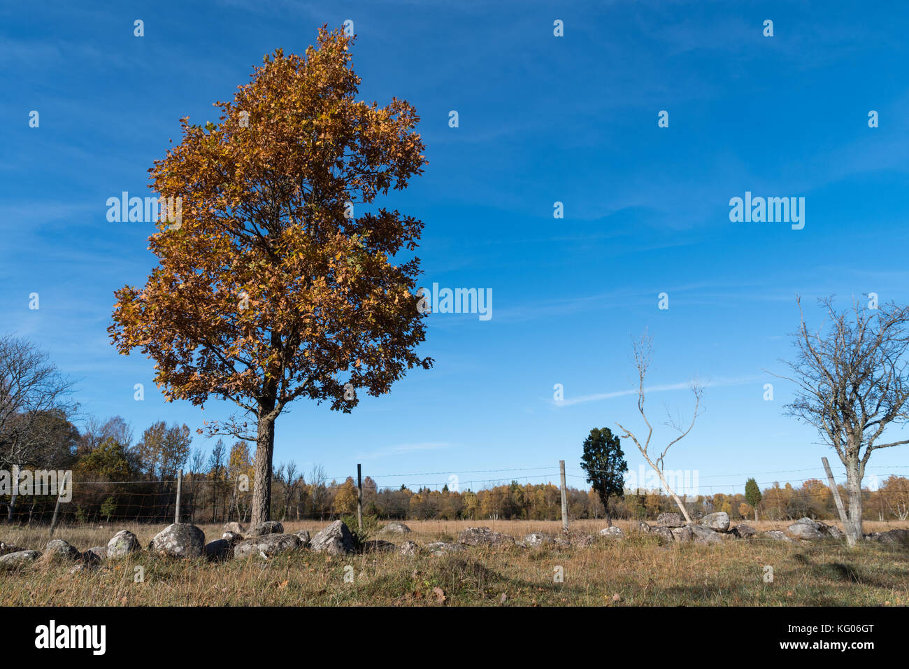 Lone oak tree with fall season colors in a meadow by a blue sky Stock ...