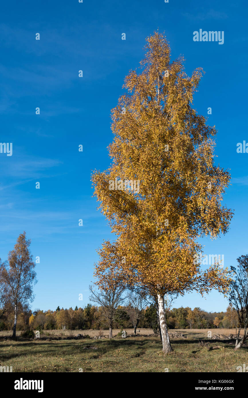 Beautifil sunlit single birch tree in fall season colors Stock Photo ...