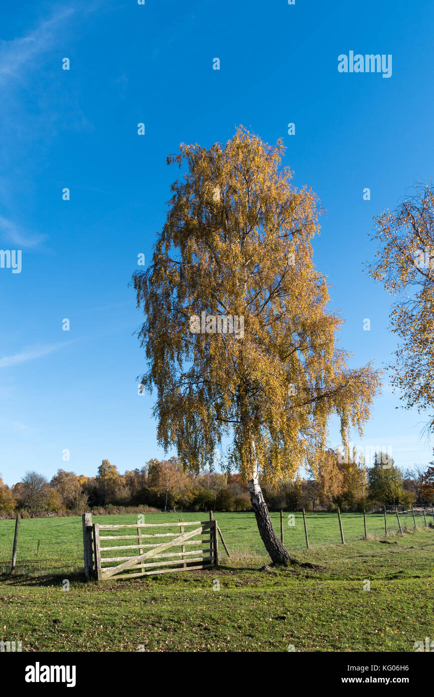 Old wooden gate by a lone fall season colored birch tree Stock Photo ...