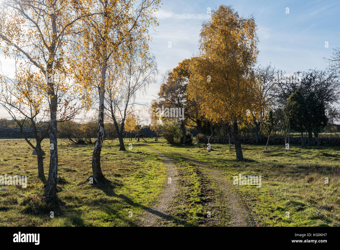 Backlit dirt road in a sparkling fall season colored landscape Stock ...