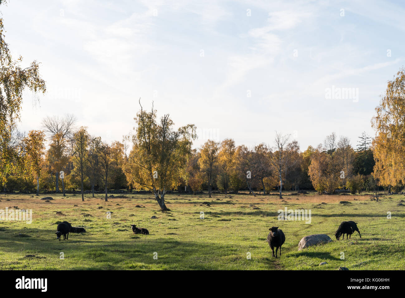 Grazing black sheep in a colorful landscape by fall season Stock Photo ...