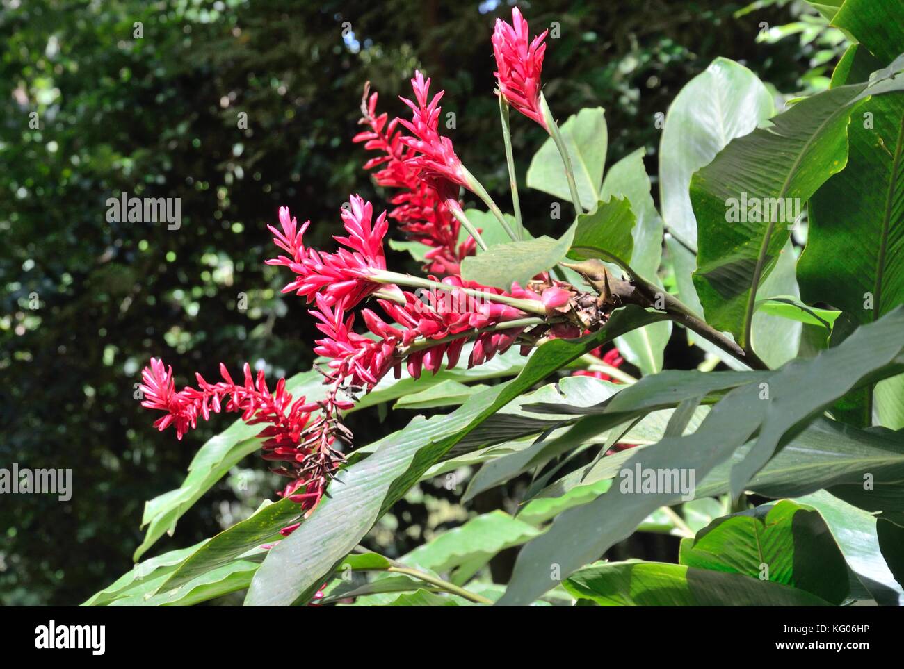 Red tropical flower Stock Photo - Alamy
