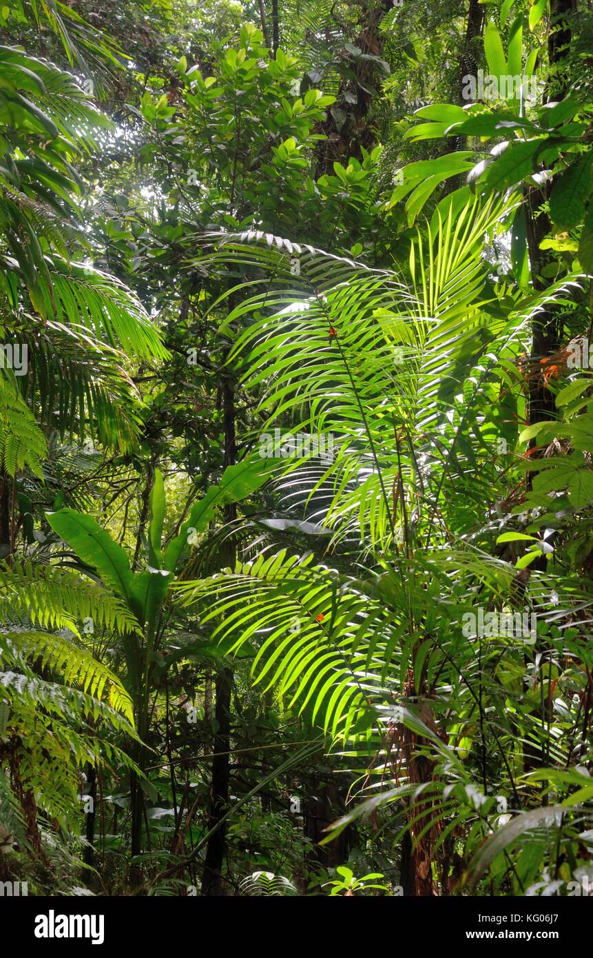 Tropical rainforest with plants Stock Photo - Alamy