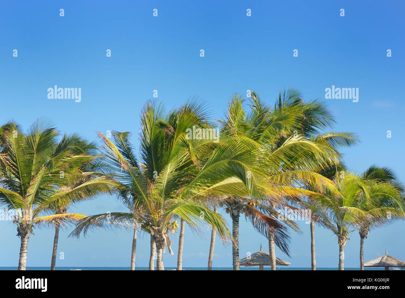 Group of palm trees Stock Photo - Alamy