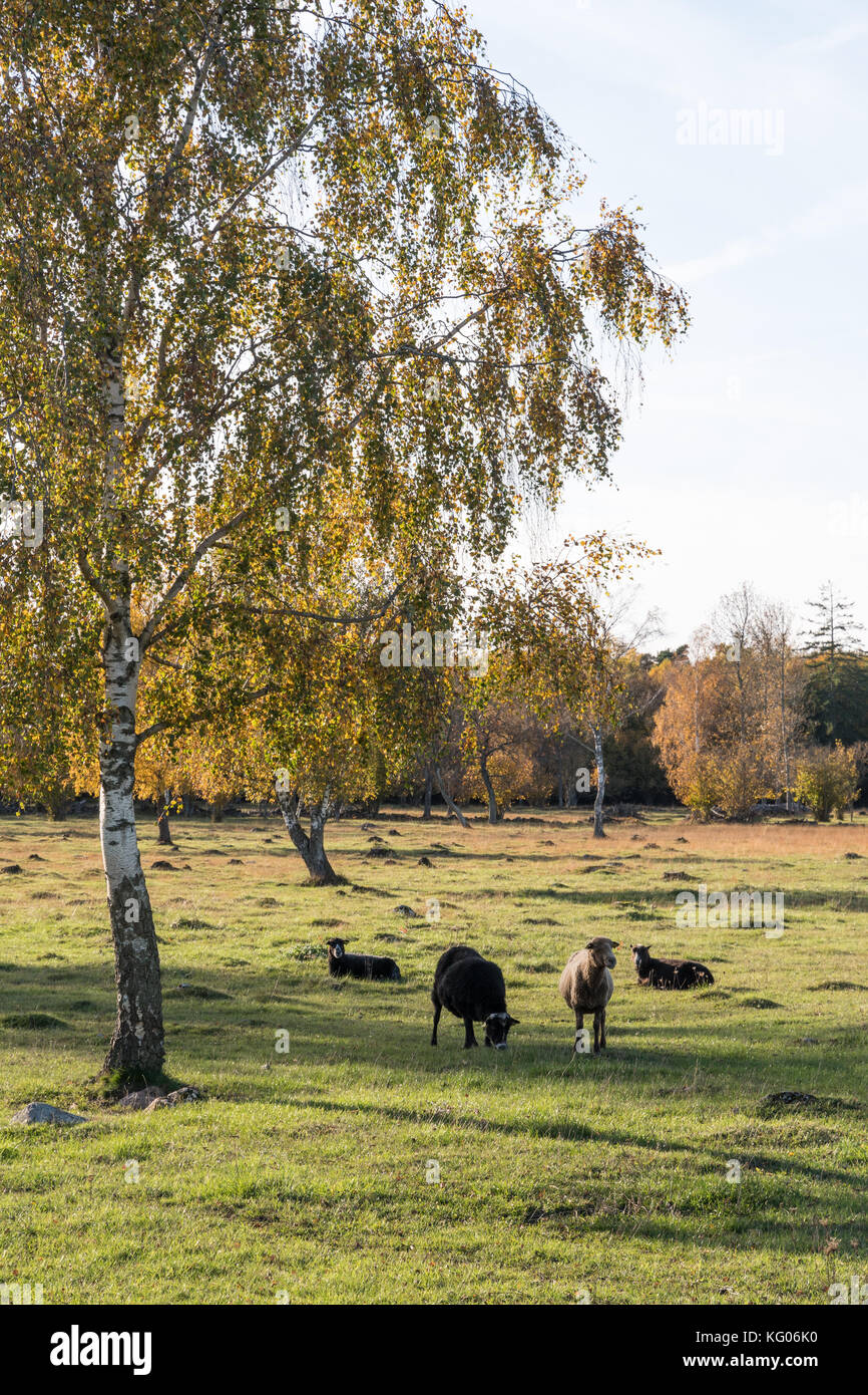 Sheep by a colorful tree in a beautiful landscape by fall season Stock ...