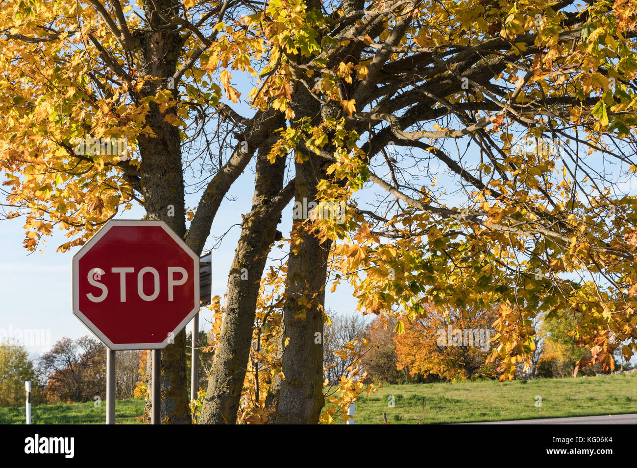 Stop traffic sign by an oak tree in fall season colors Stock Photo - Alamy