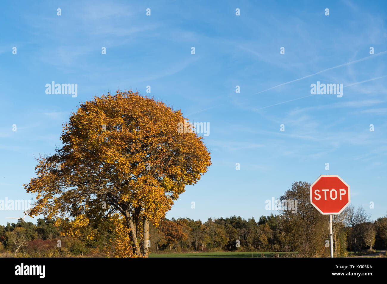 Stop traffic sign by an oak tree in fall season colors in a sunlit ...