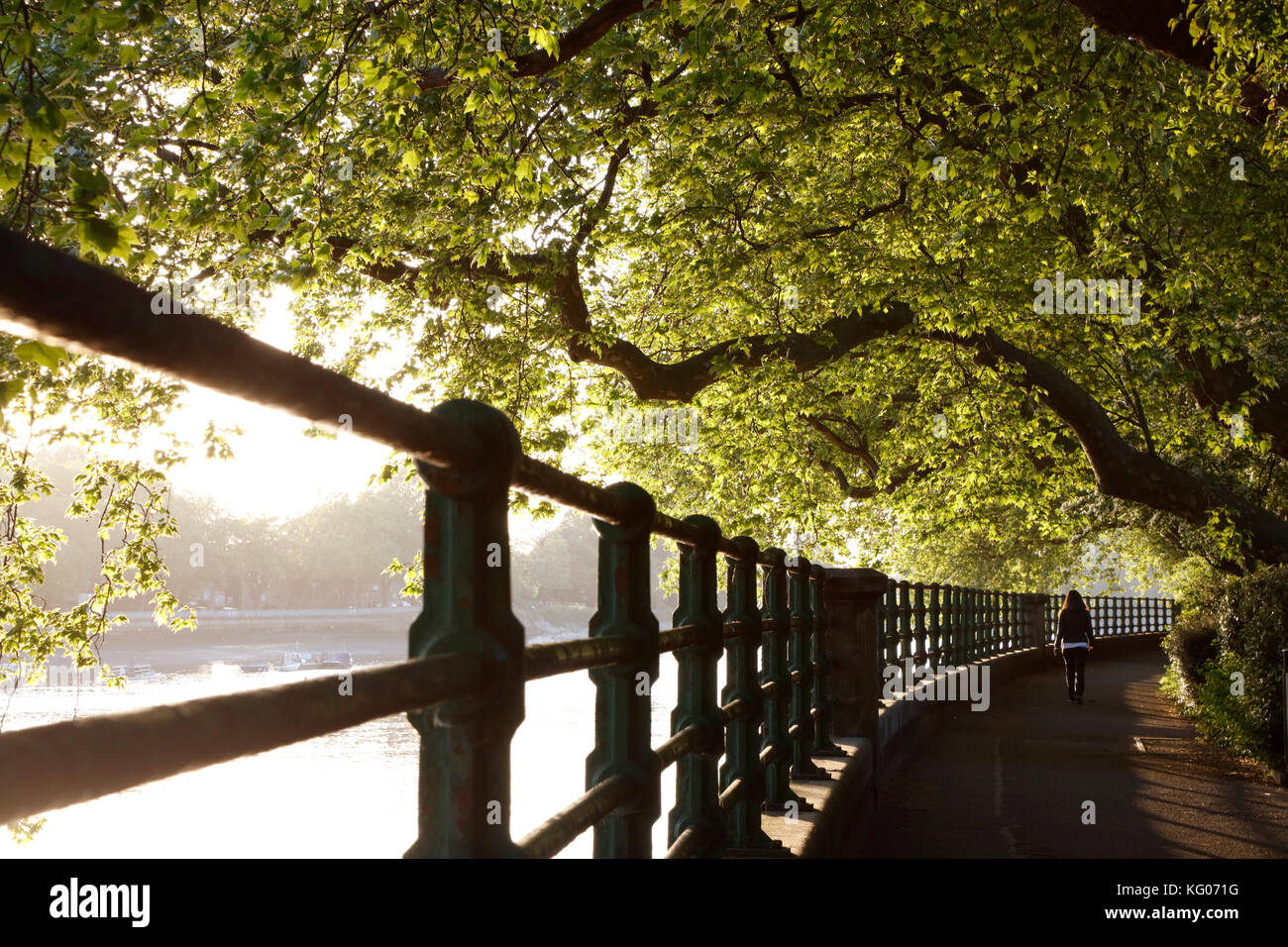 Late Spring evening on the Thames Path in Bishops Park, Fulham, London ...