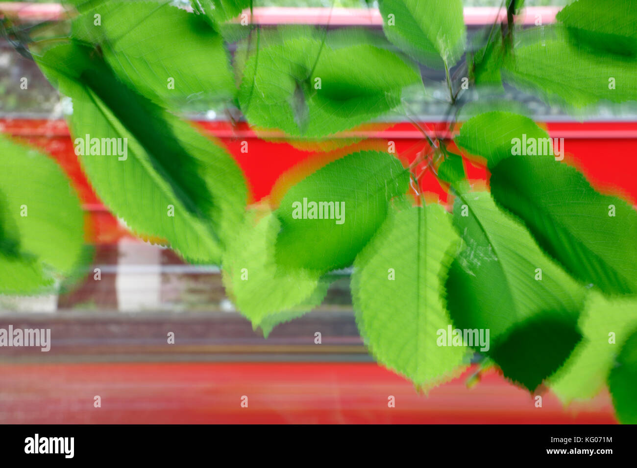 Bus tree hi-res stock photography and images - Alamy