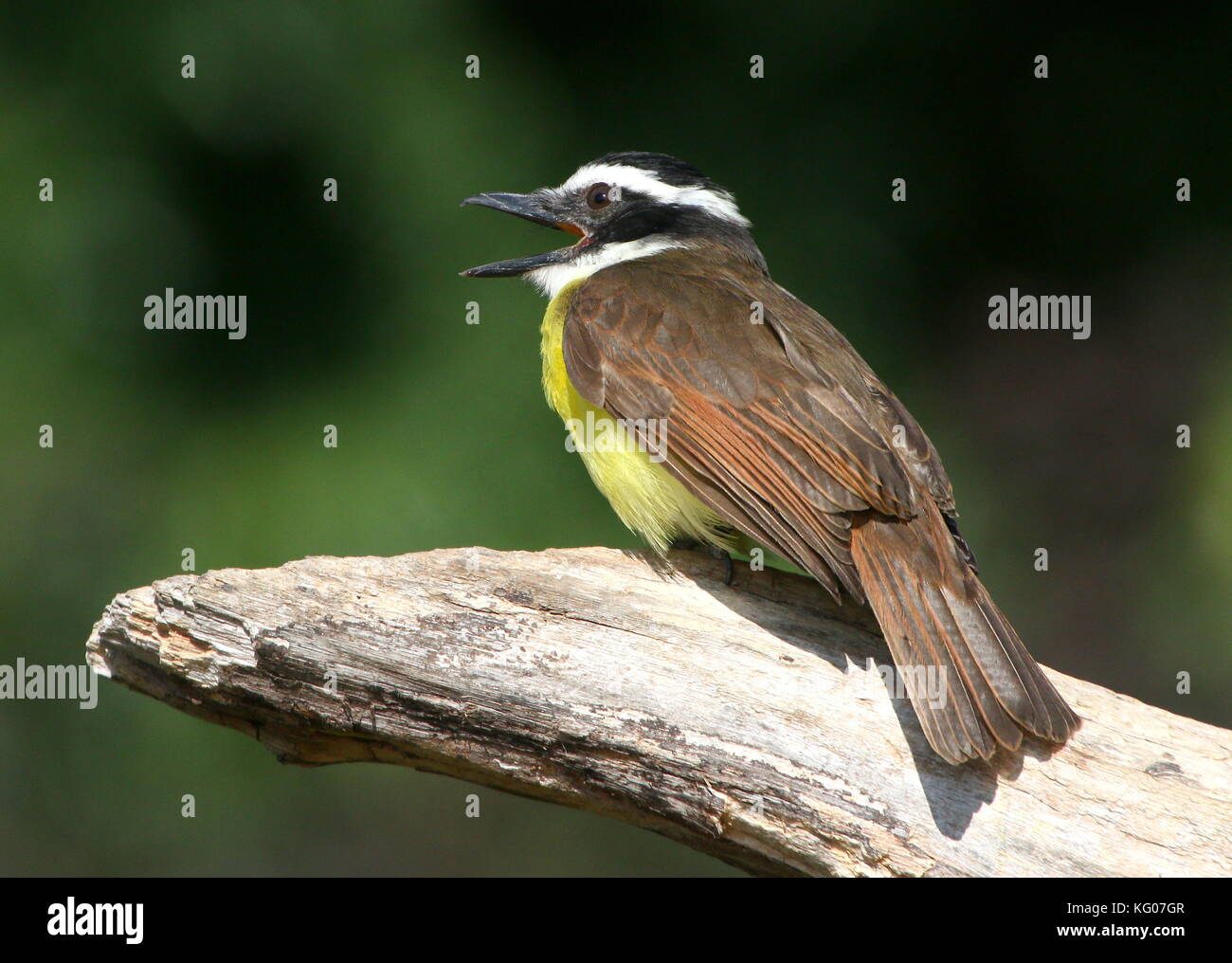 Great kiskadee in south hi-res stock photography and images - Alamy