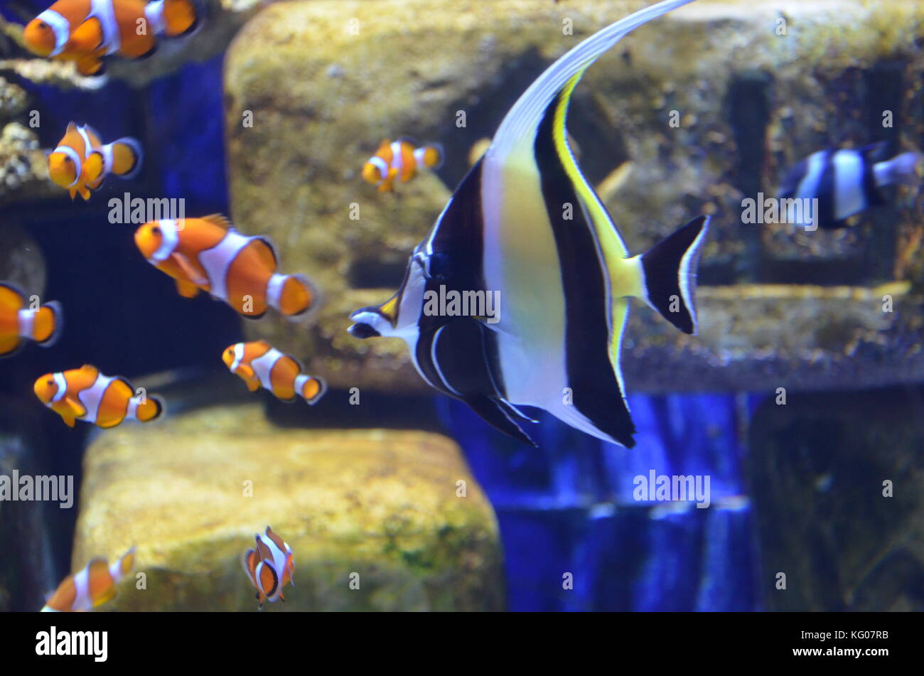 City of atlantis fish hi-res stock photography and images - Alamy