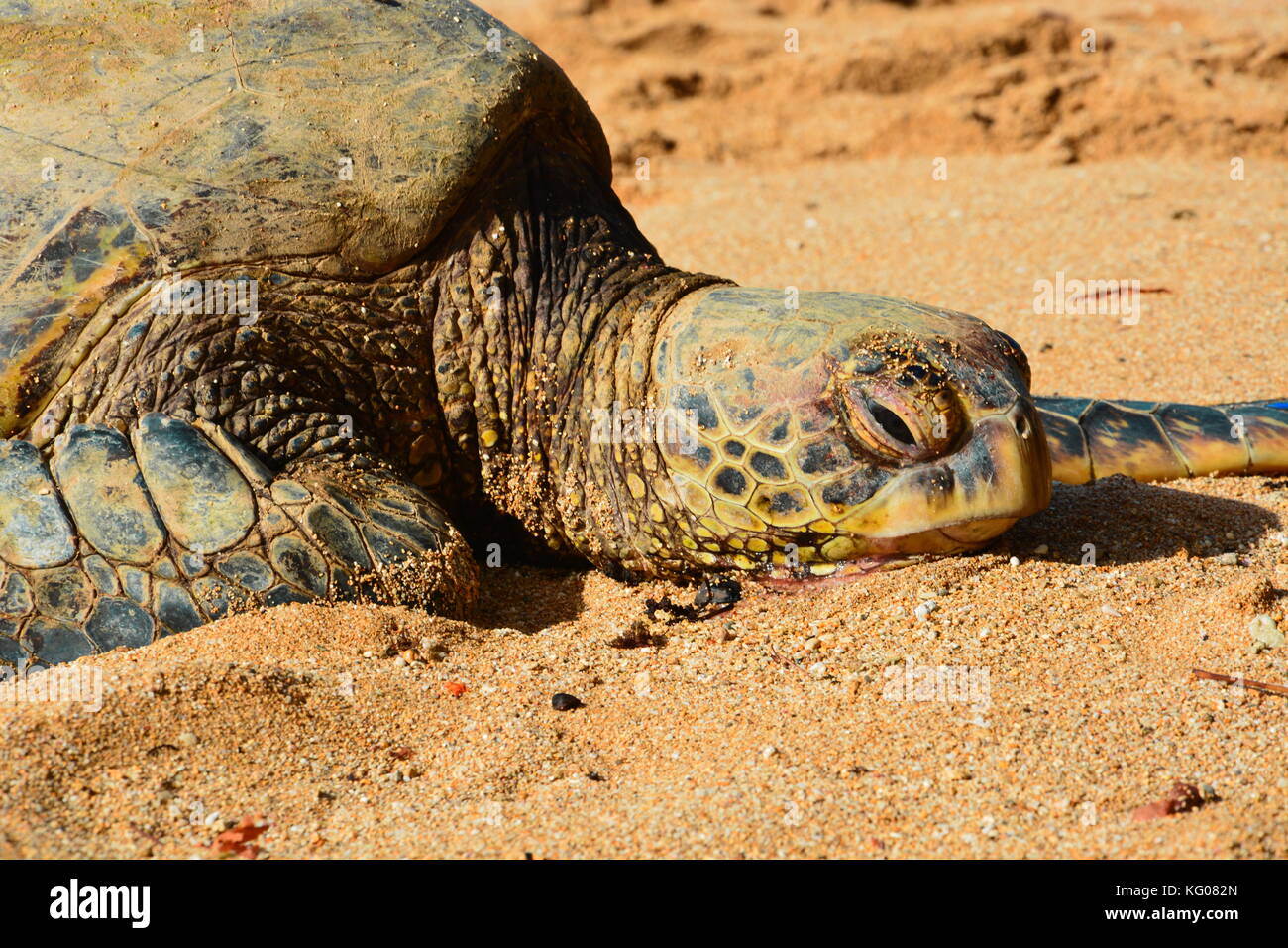 Green Sea Turtle basking on the North Shore beach of Oahu in the ...