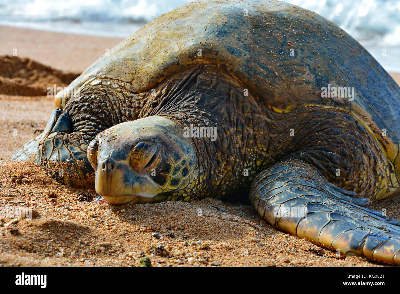 Green Sea Turtle basking on the North Shore beach of Oahu in the ...