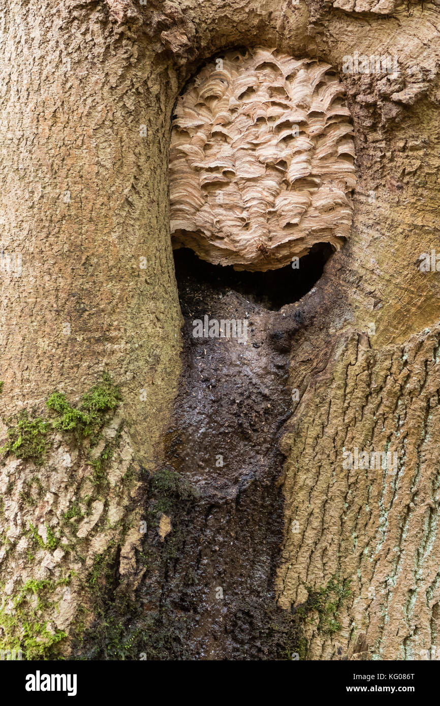 European hornets (Vespa crabro) nest in tree. Large wasps in the family ...