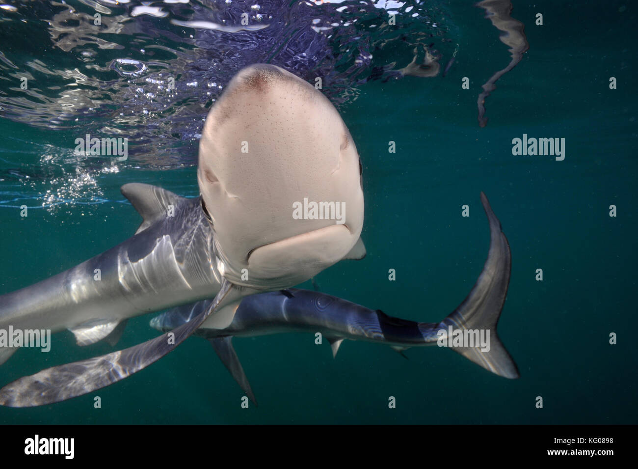 Blue shark cornwall hi-res stock photography and images - Alamy
