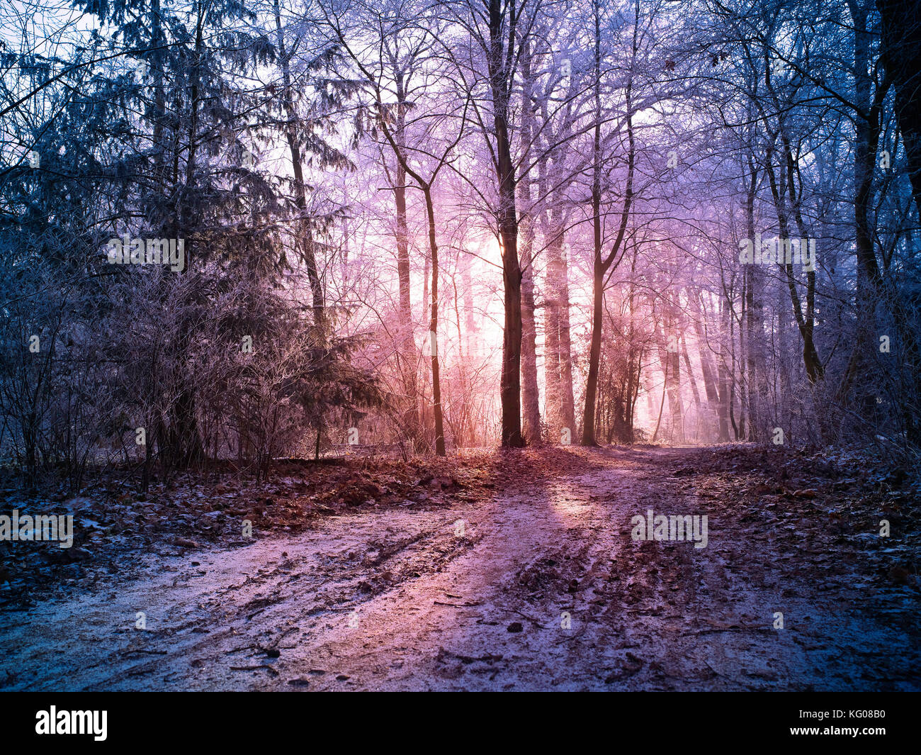morning light in a snowy forest Stock Photo - Alamy