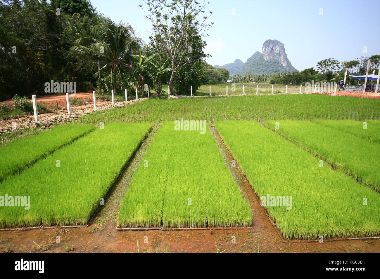 experimental rice field .for increasing rice production in wet tropical ...