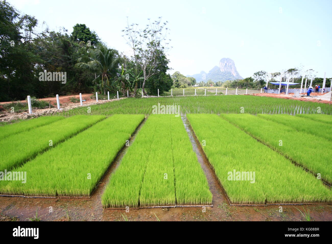 experimental rice field .for increasing rice production in wet tropical ...