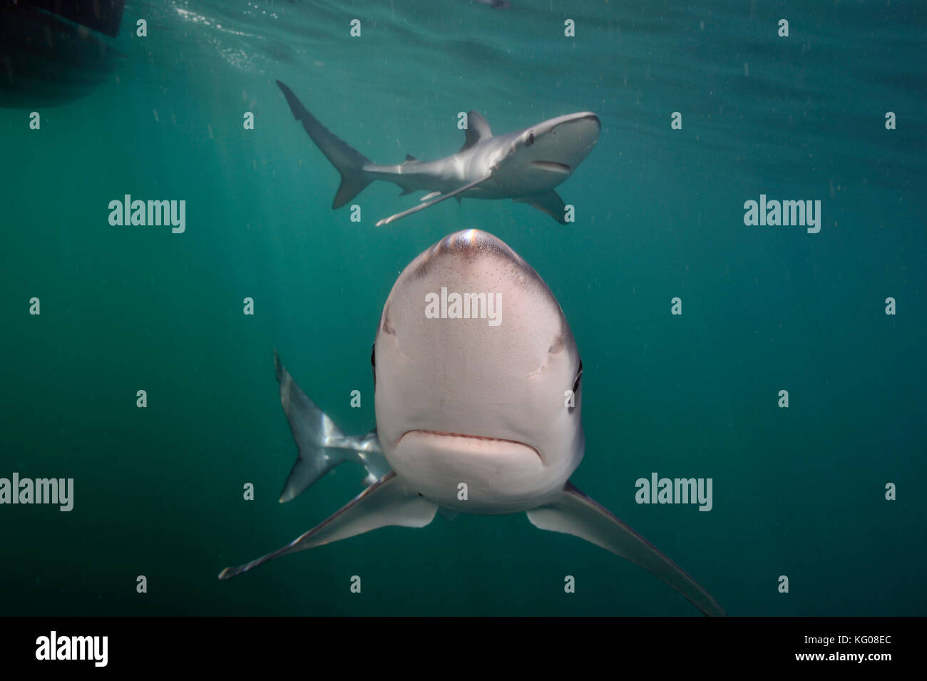 Shark cornwall hi-res stock photography and images - Alamy