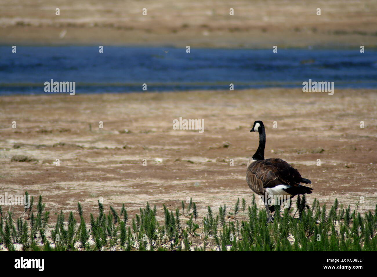 Canadian goose (Branta canadensis) back view in Yellowstone National ...