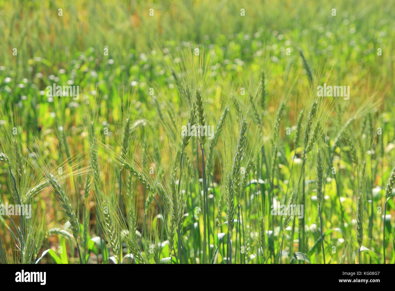Paddy field with produce grains Stock Photo - Alamy