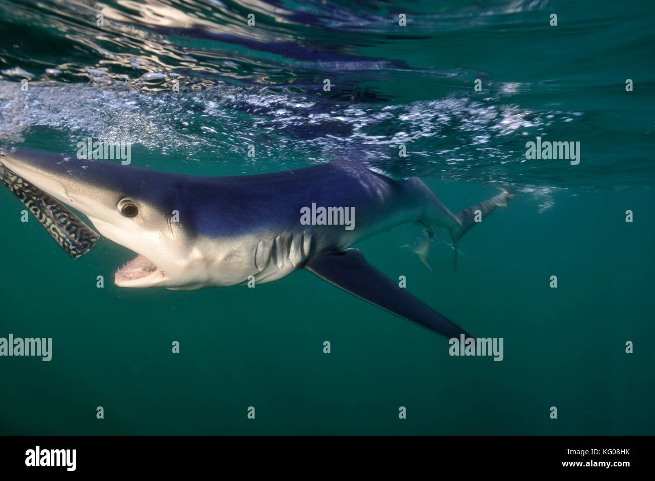 Blue shark hi-res stock photography and images - Alamy
