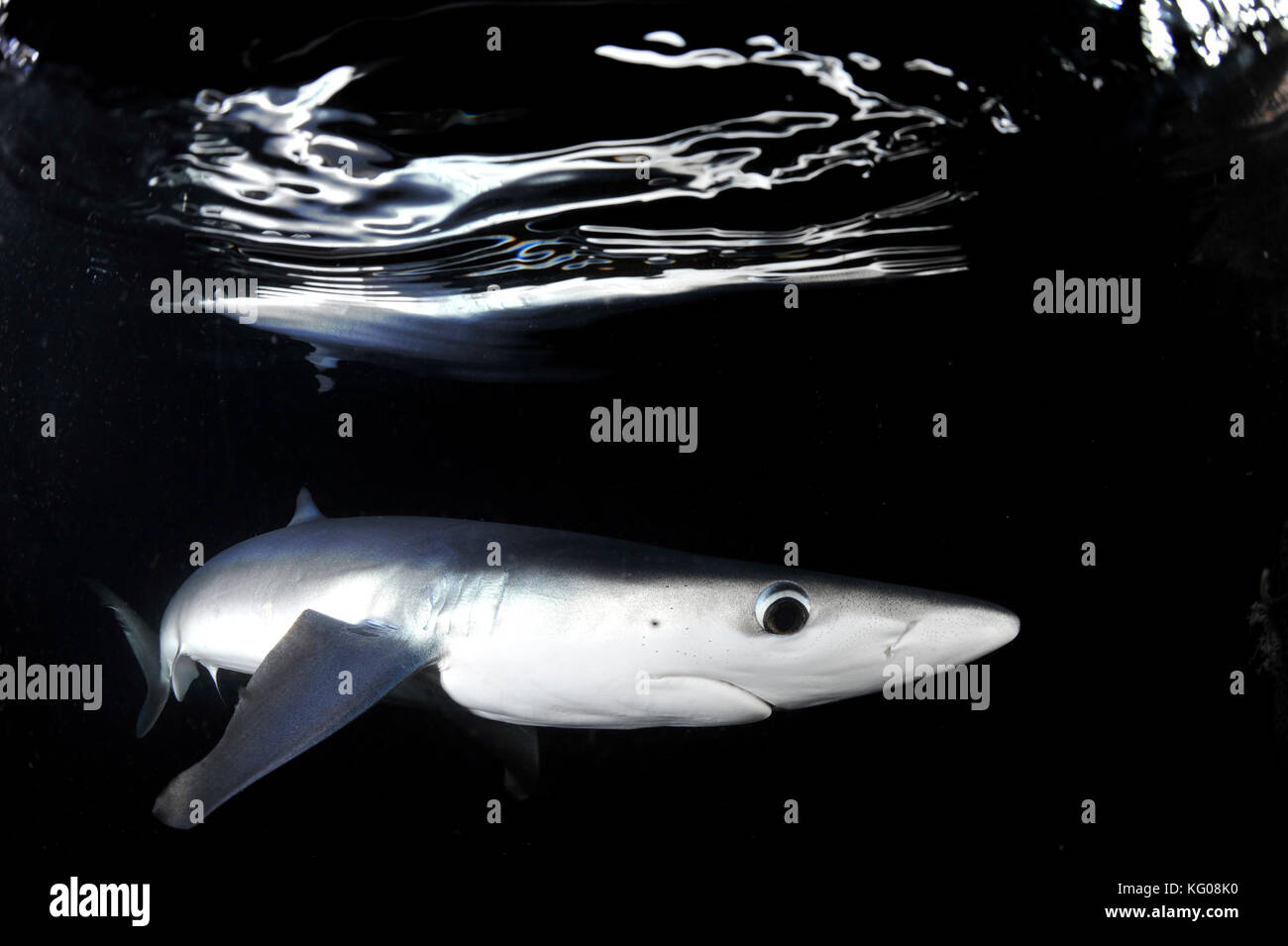 Blue shark at night Stock Photo - Alamy