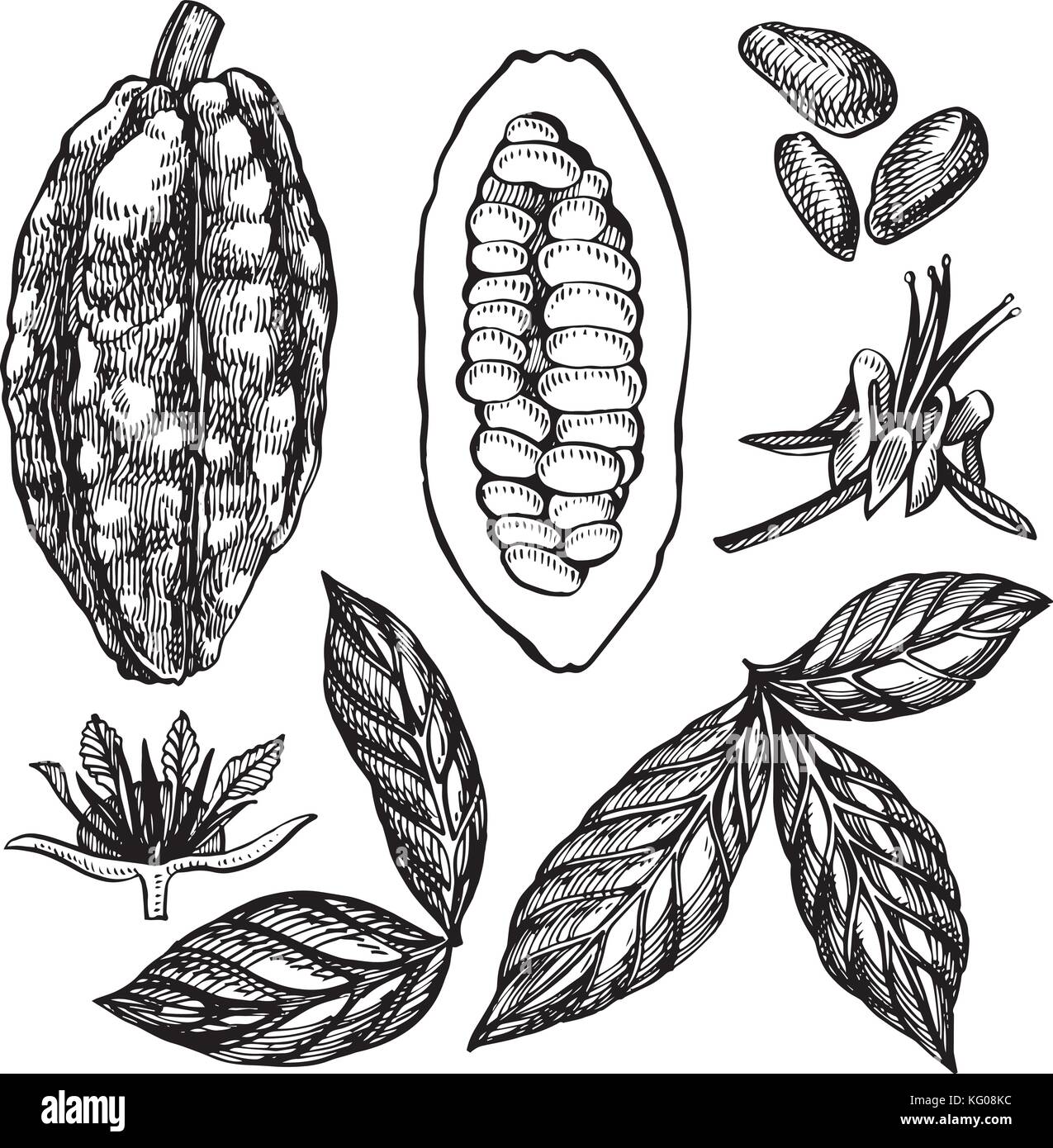 Set Cocoa beans vector illustration. Engraved style illustration ...