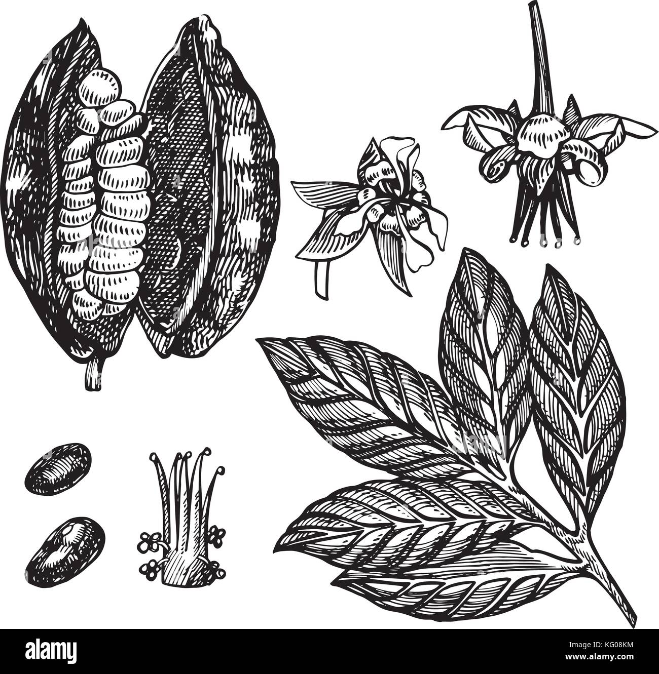 Set Cocoa beans vector illustration. Engraved style illustration ... Set Cocoa beans vector illustration. Engraved style illustration ...