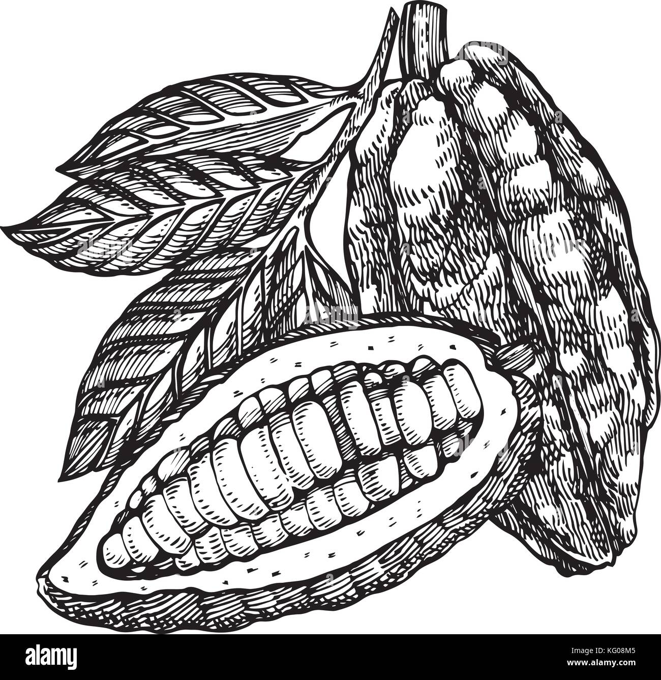 Cocoa fruit antique drawing hi-res stock photography and images - Alamy