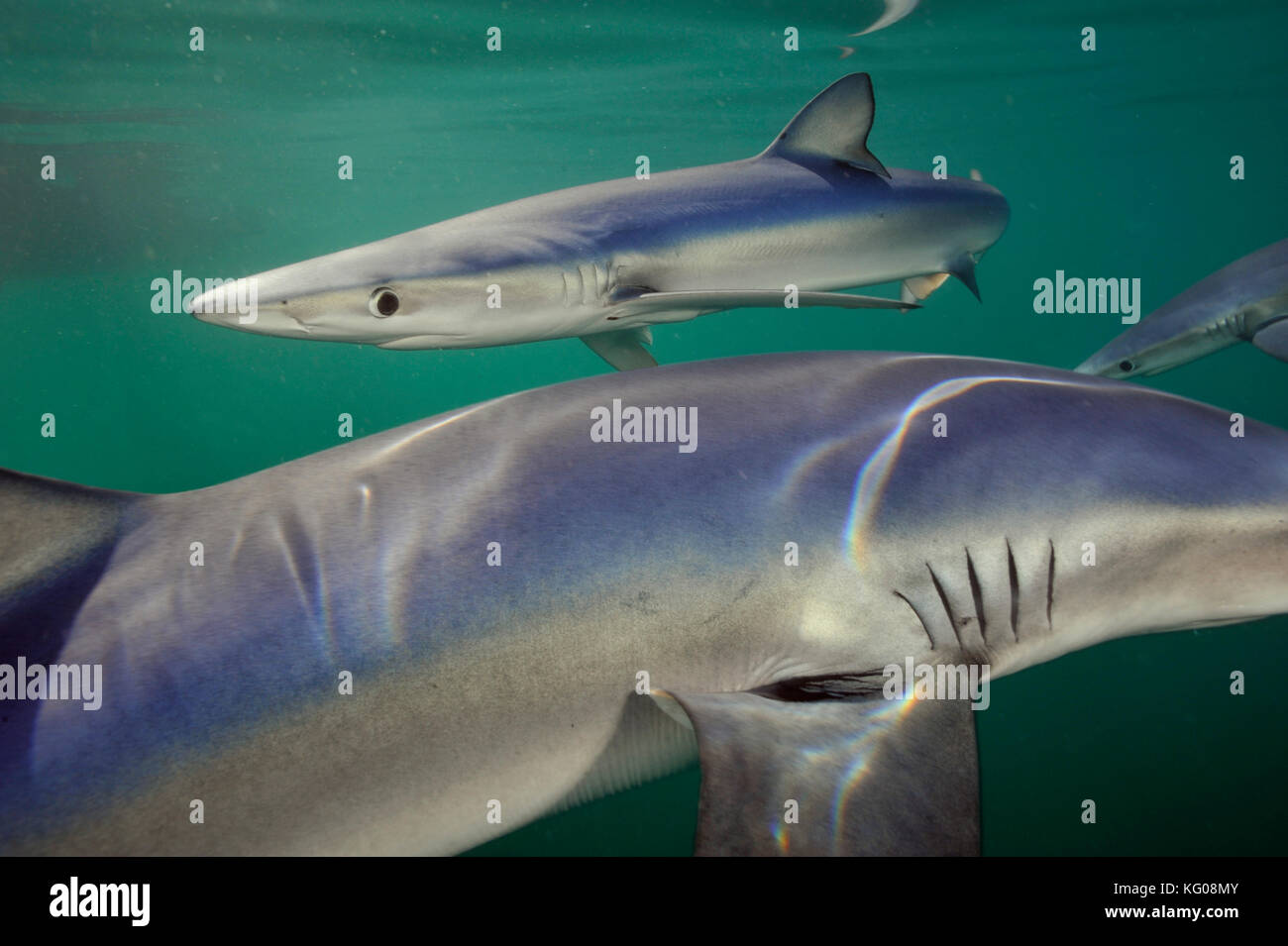 Blue shark cornwall hi-res stock photography and images - Alamy