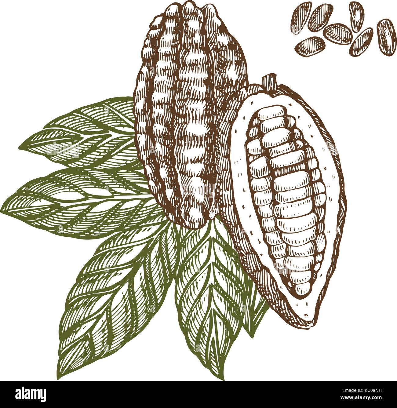 Chocolate Cocoa beans vector illustration. Engraved style illustration ...