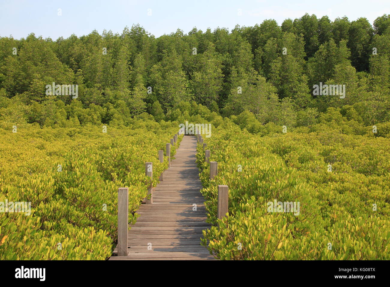 wood Boardwalk path in natural study trail in Ceriops tagal, mangrove ...