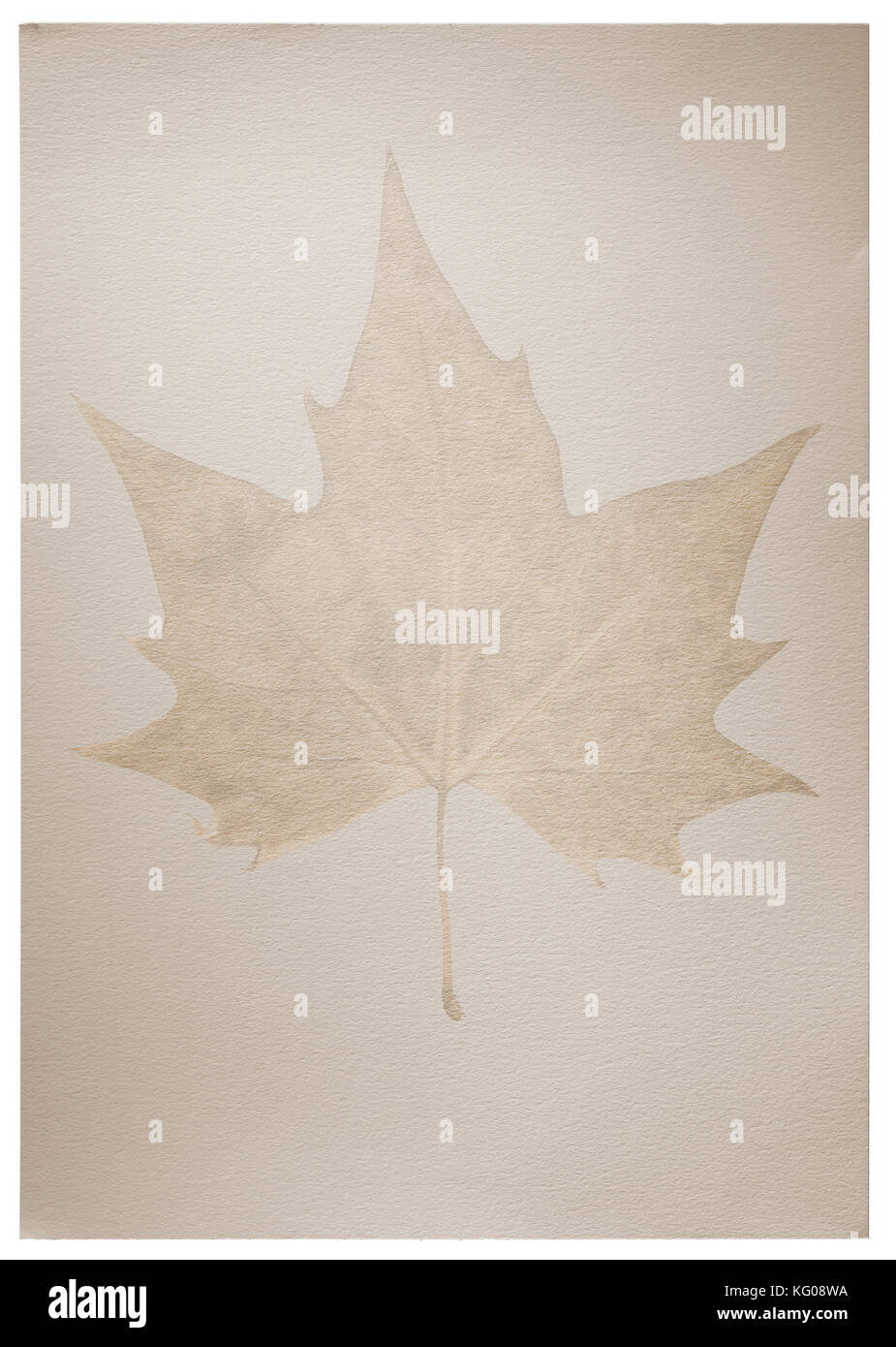 sheet of old paper with leaf imprint Stock Photo - Alamy