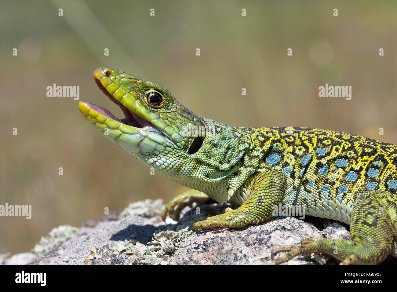 Timon lepidus hi-res stock photography and images - Alamy
