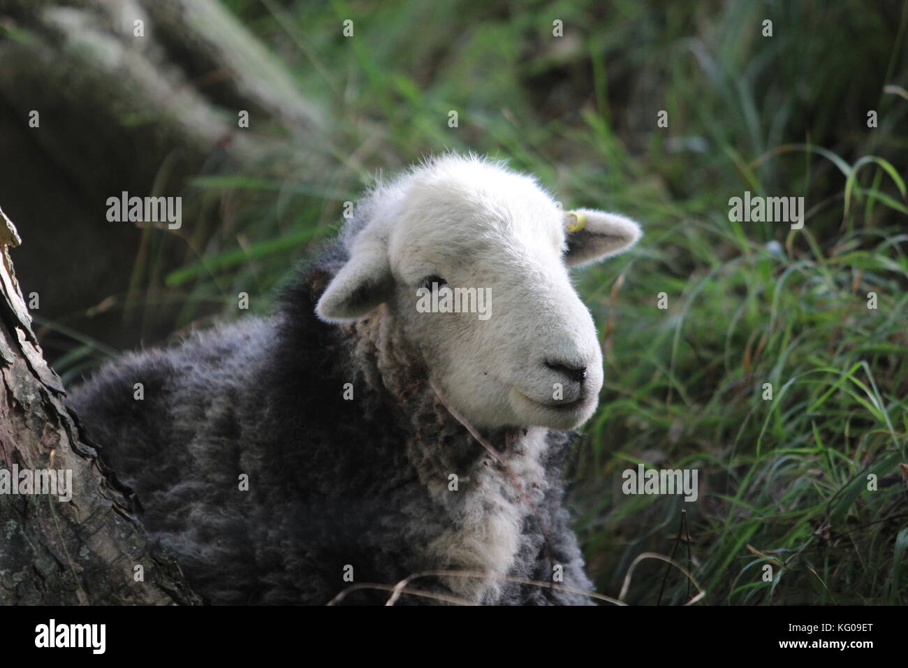 Europe, England, Dorset, Corfe Castle, Herdwick sheep on the slopes of ...