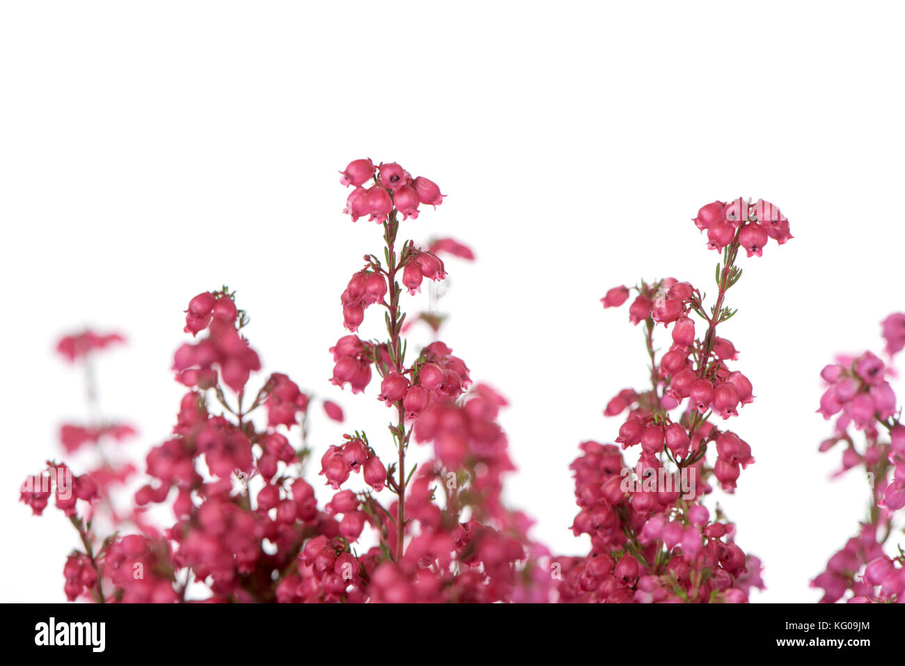 closeup of the pink flowers of a bell heather plant against a white ...