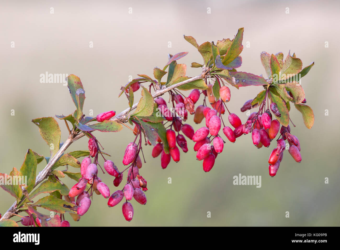 Close up of common barberry buch fruits Stock Photo - Alamy