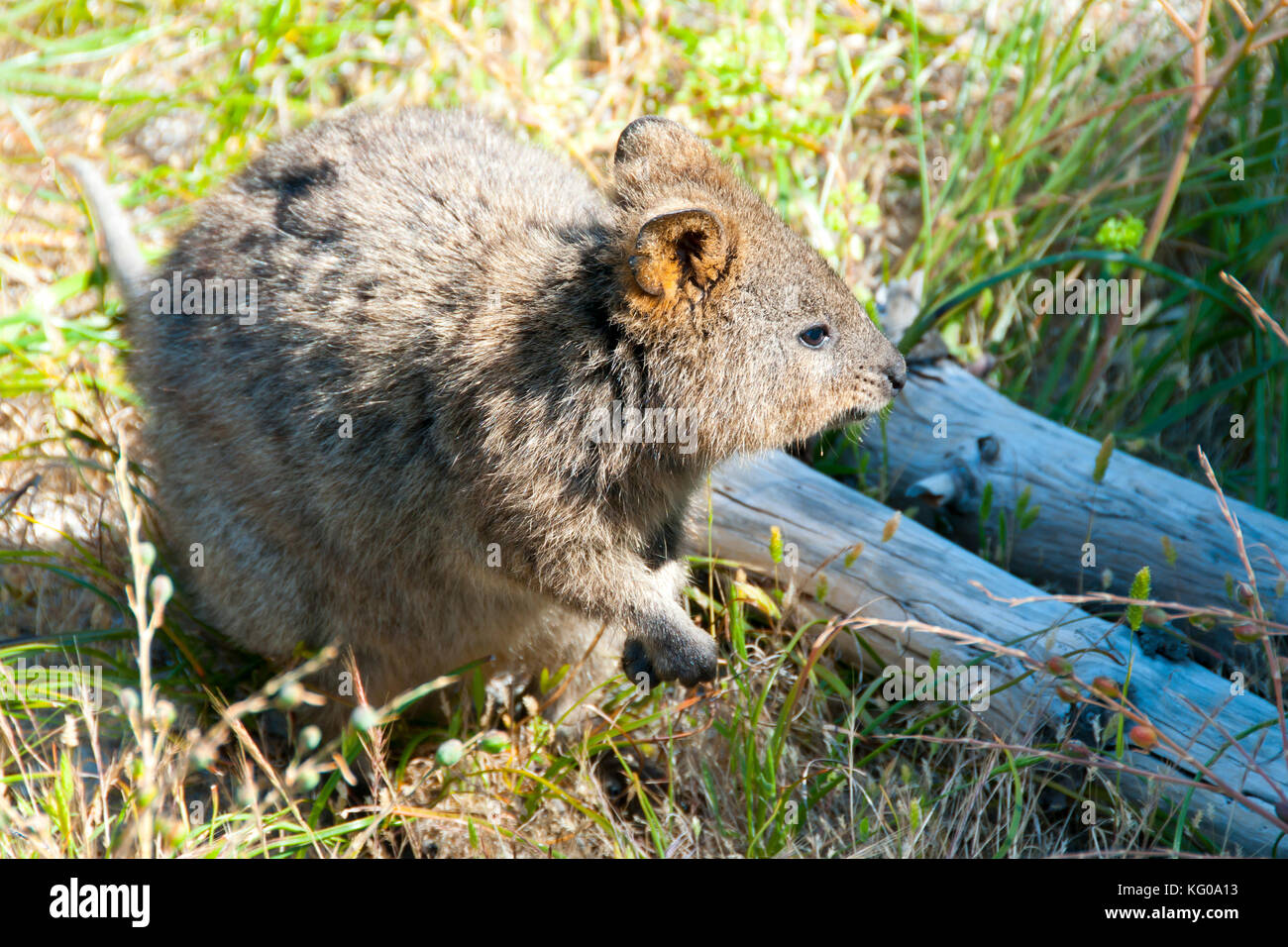 Quokka - Rottnest Island - Australia Stock Photo - Alamy