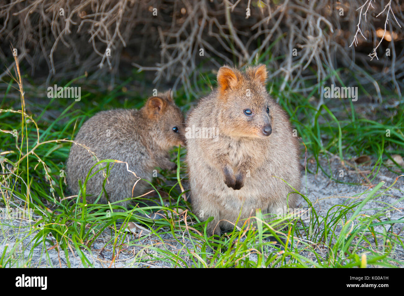 Quokkas - Rottnest Island - Australia Stock Photo - Alamy