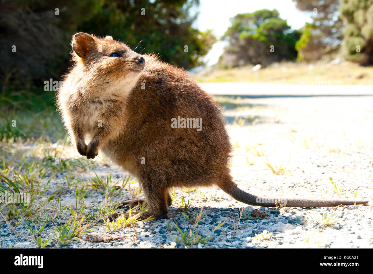 Quokka - Rottnest Island - Australia Stock Photo - Alamy