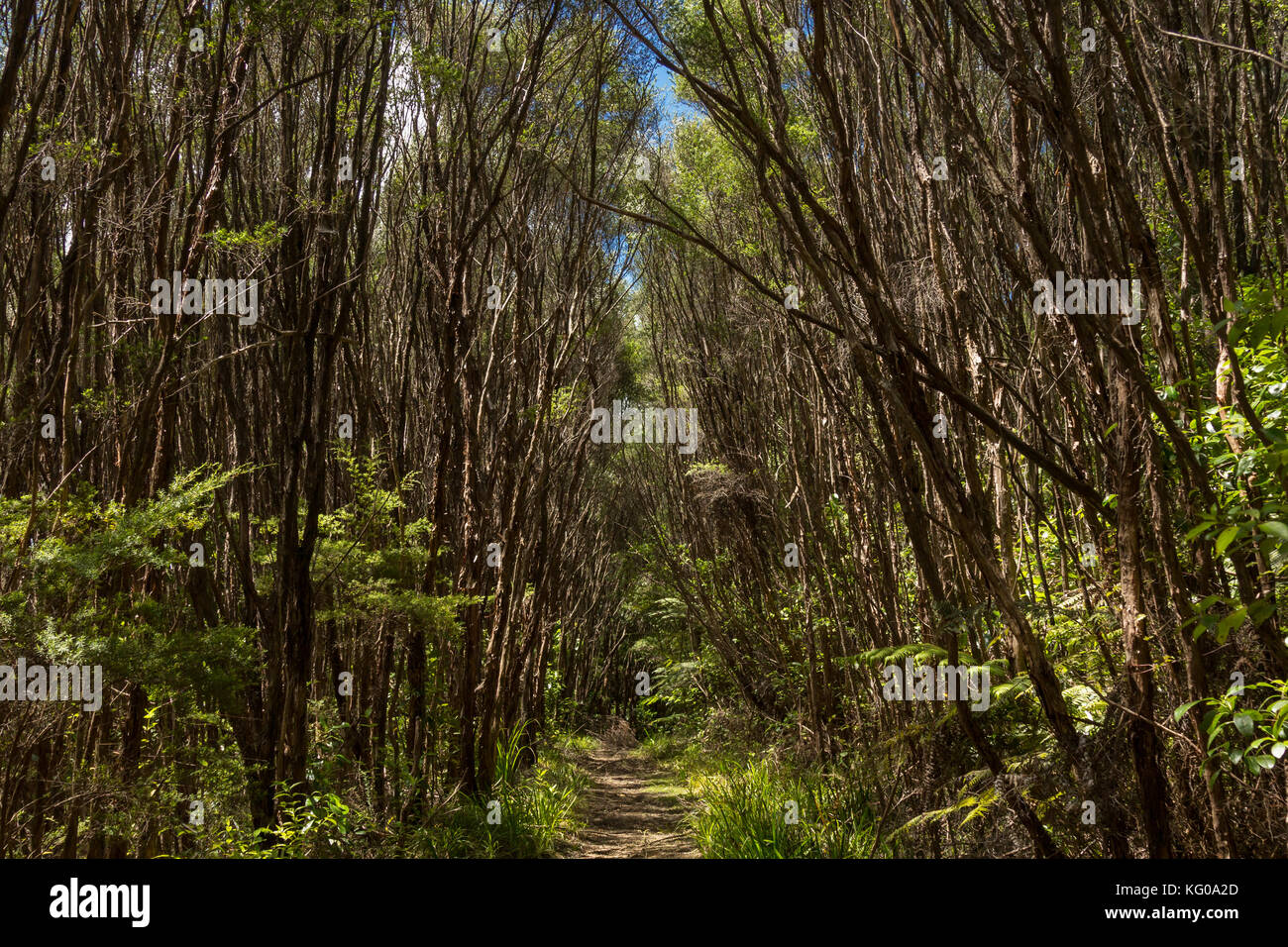 On the Parau Track in Auckland's Waitakere Ranges, New Zealand Stock ...