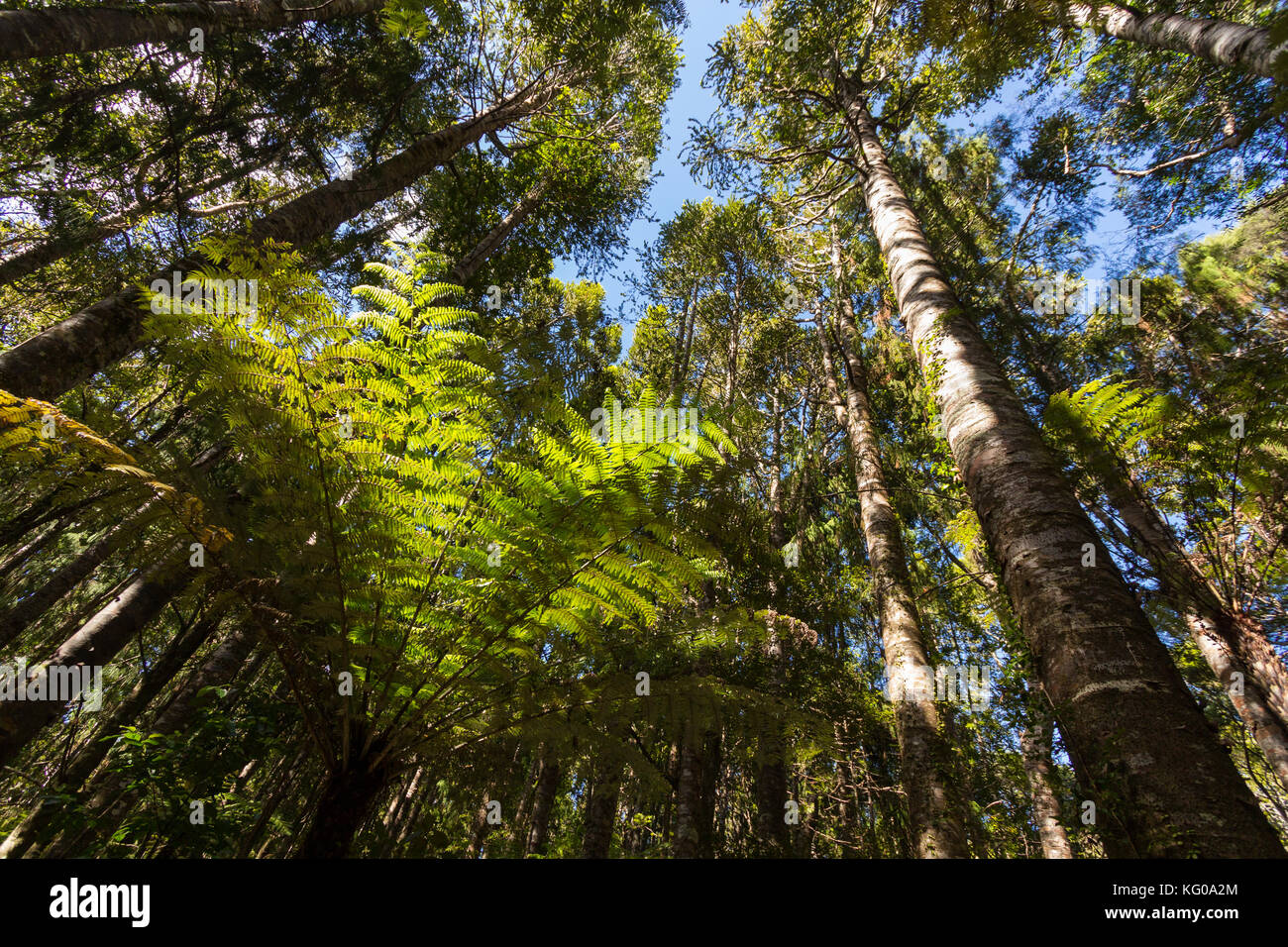 Bush in the Auckland's Waitakere Ranges, New Zealand Stock Photo - Alamy
