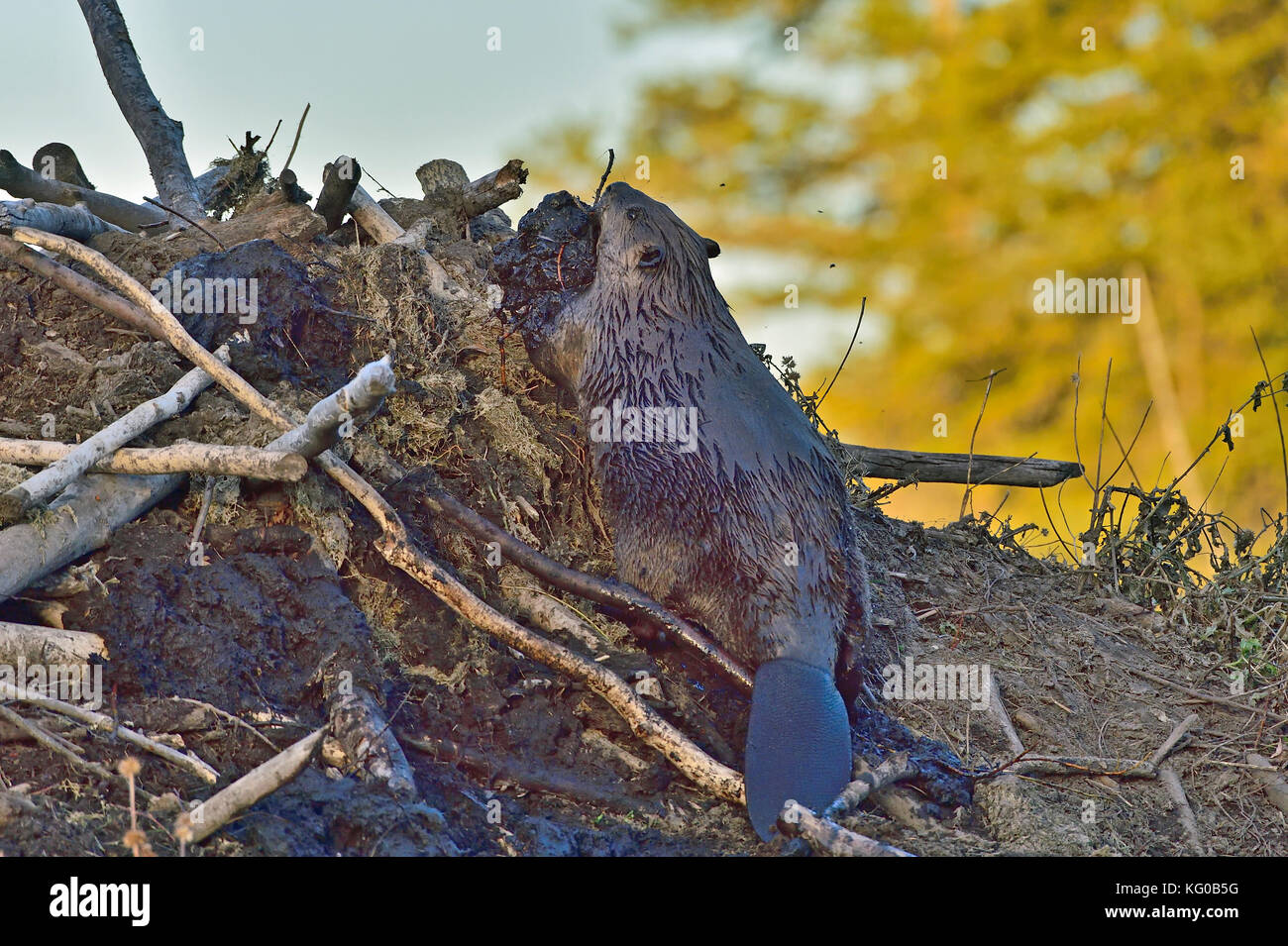An adult beaver "Castor canadensis", carring mud up the outside of his ...