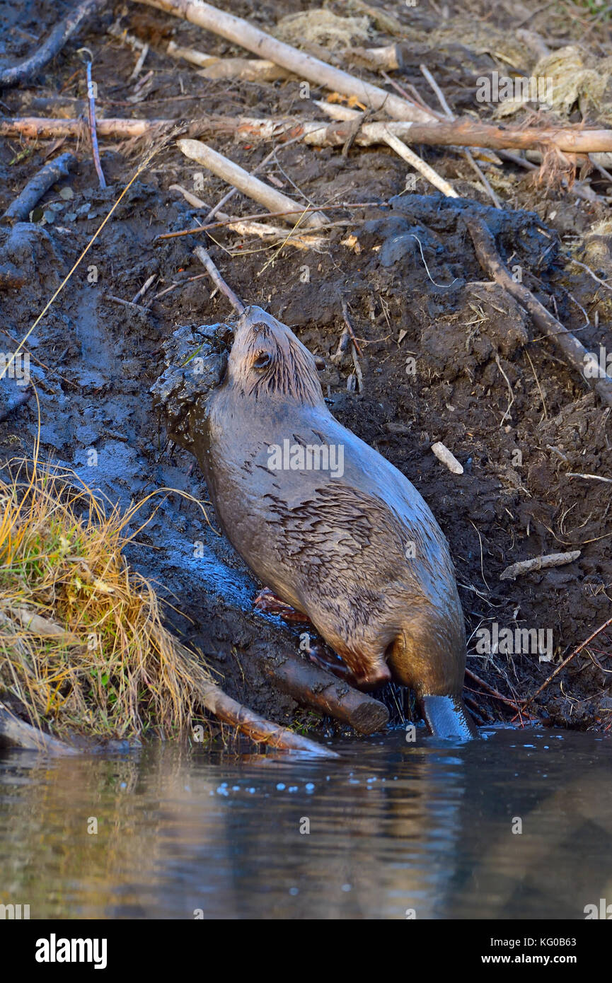Carrying mud hi-res stock photography and images - Alamy