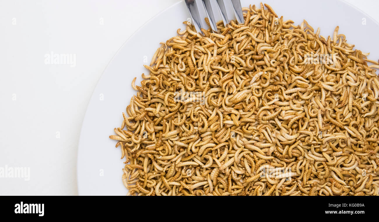 Buffalo Worms on plate in kitchen. Edible insects as food product ...