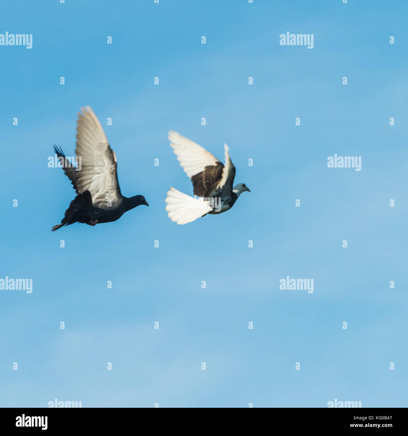 Pigeons flying blue sky hi-res stock photography and images - Alamy