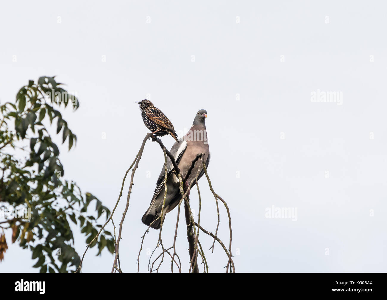 A shot of a wood pigeon and a starling sitting in a tree Stock Photo ...